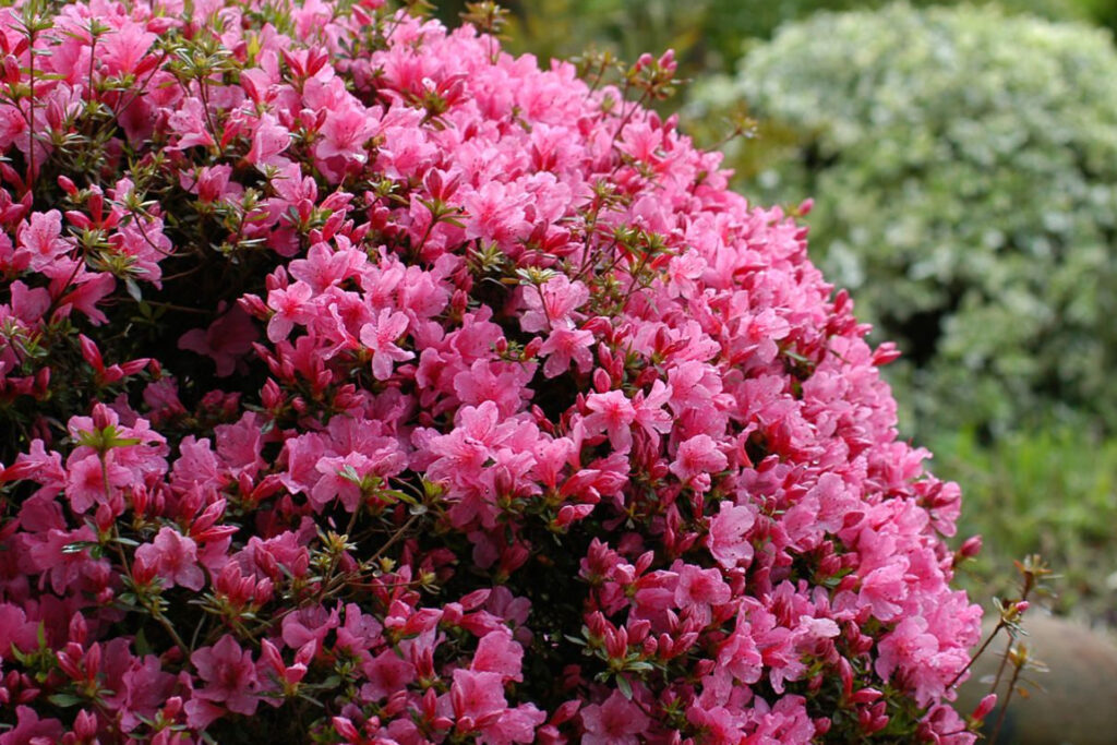 57 ans de mariage : Comment fêter ses noces d’azalée - Mariage de Miel