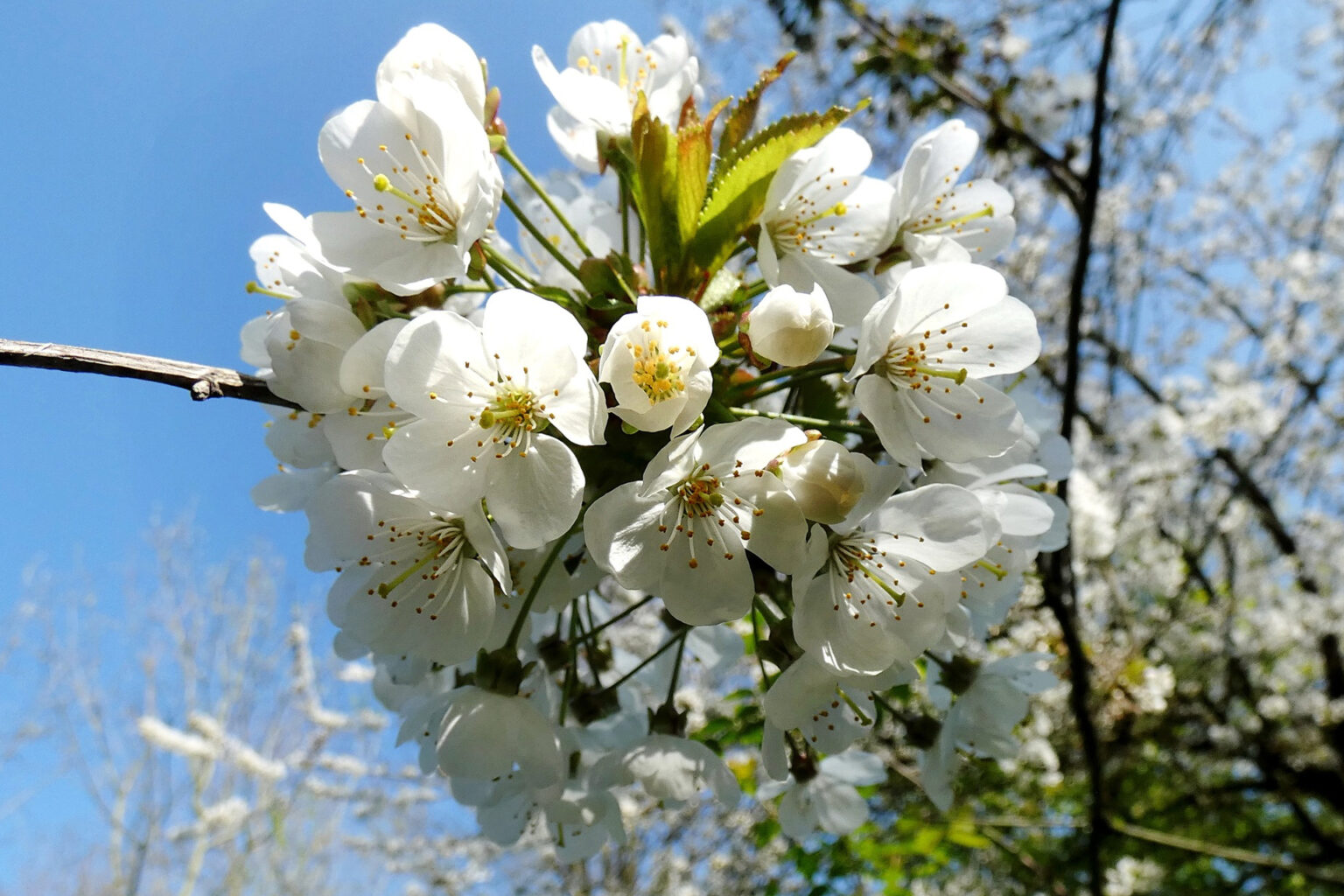 53 ans de mariage : Comment fêter ses noces de merisier - Mariage de Miel