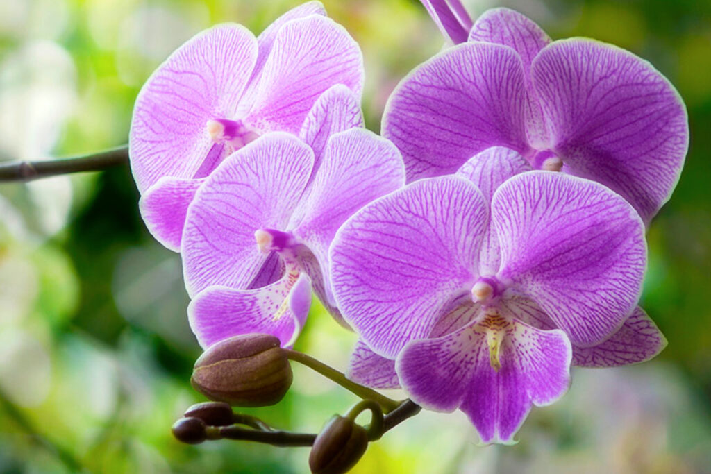 55 ans de mariage : Comment fêter ses noces d’orchidée - Mariage de Miel